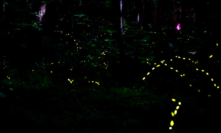 Where are the fireflies? Why bioluminescent species are going extinct