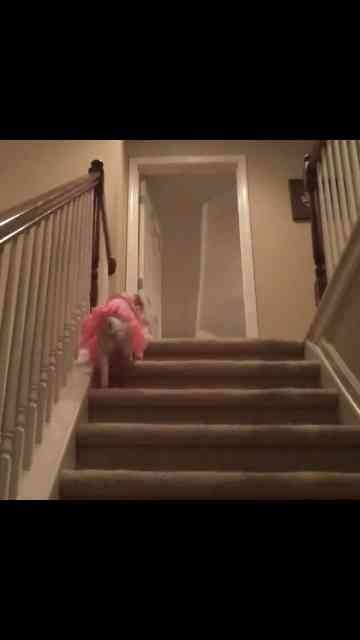 Adventures of My Adorable Piglet
