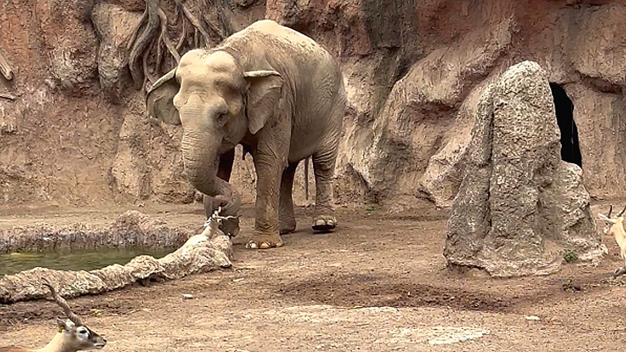 Heroic elephant rescues gazelle from drowning in Guatemala zoo