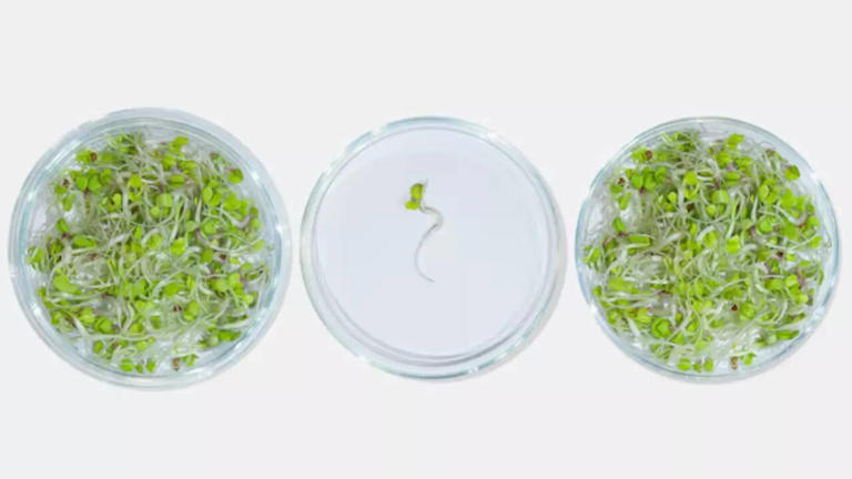 NASA-ISRO Collaboration: Shubhanshu Shukla's microgravity experiments on Axiom 4 Mission