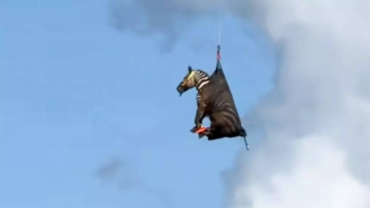 Who is Ed, the pet zebra airlifted back home after a whole week