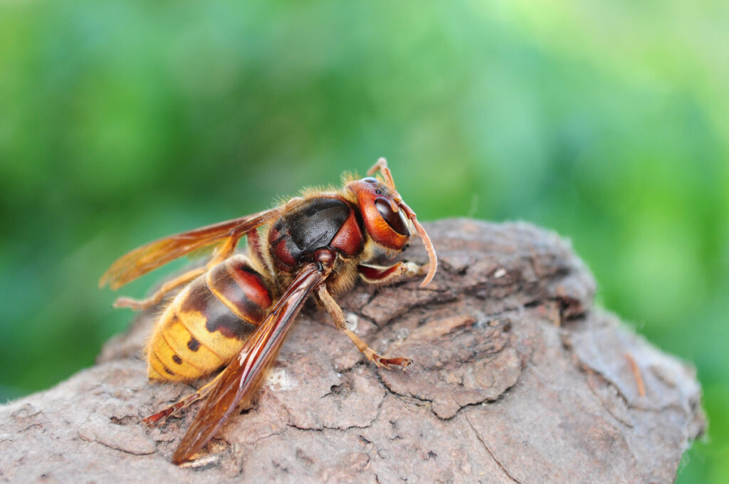 Why Do Bees Die After They Sting You, But Wasps Don’t?