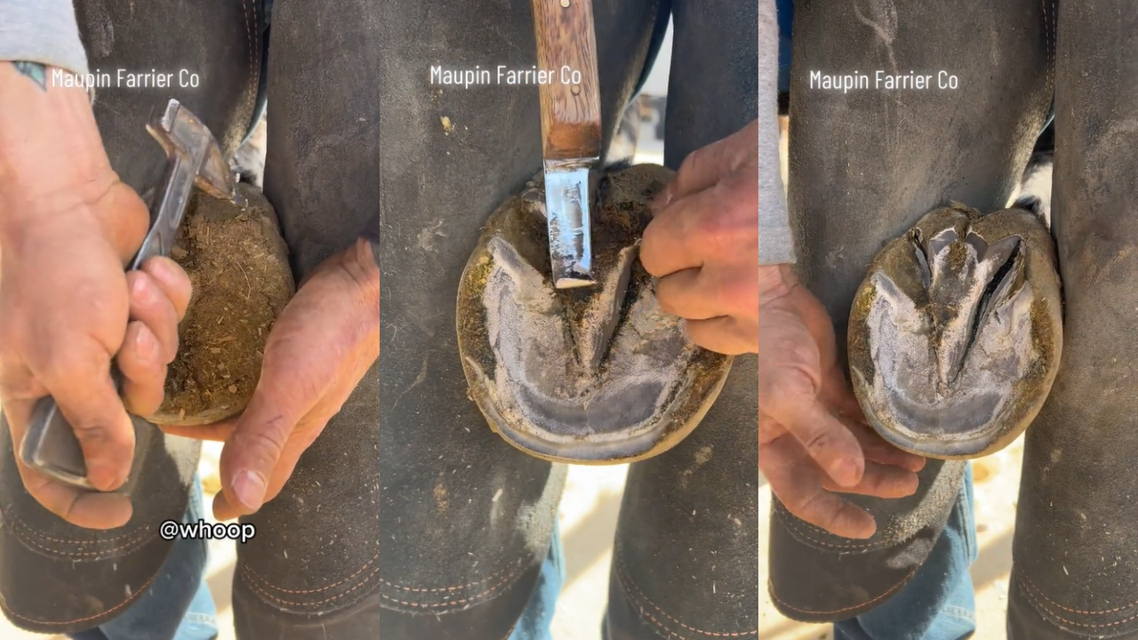 Farrier Hoof Transformation | Watch the Incredible Restoration