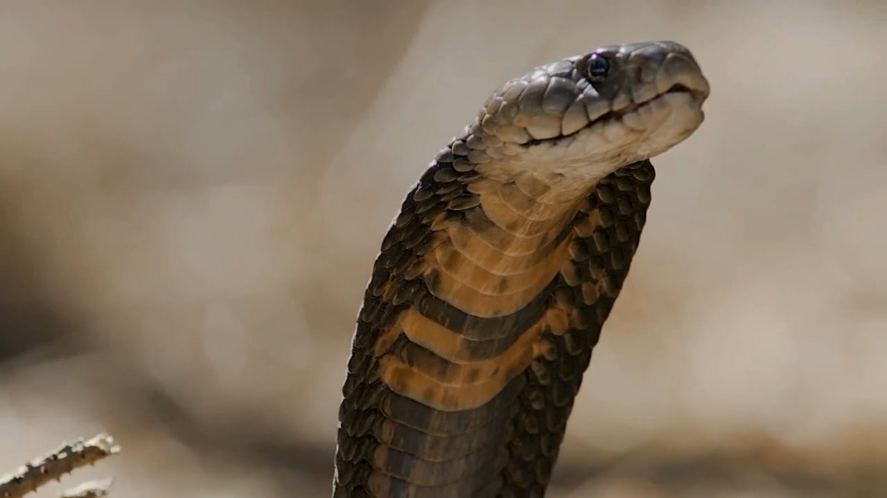 You’ve Never Seen a Spitting Cobra Handled Like This!