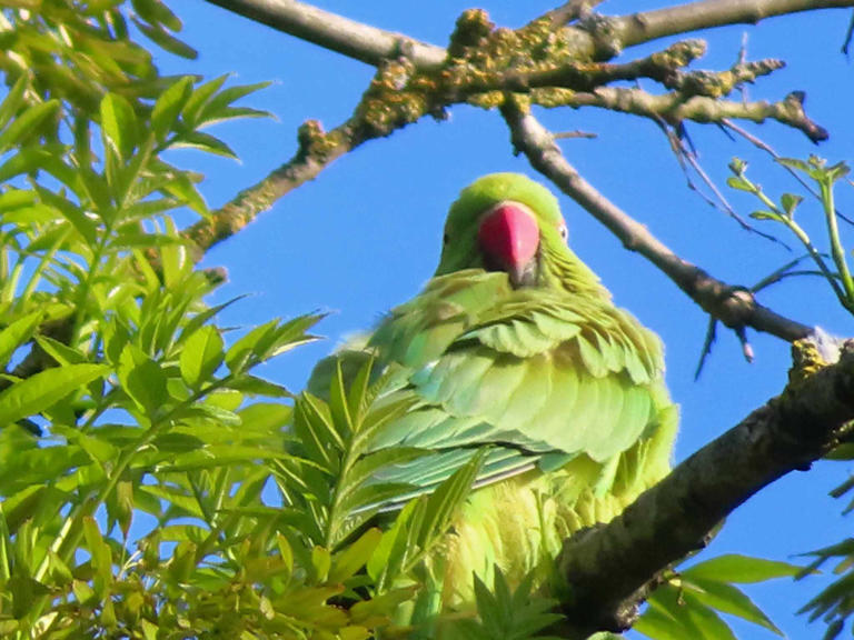Wild parakeets change landscape of unassuming Birmingham neighbourhood ...