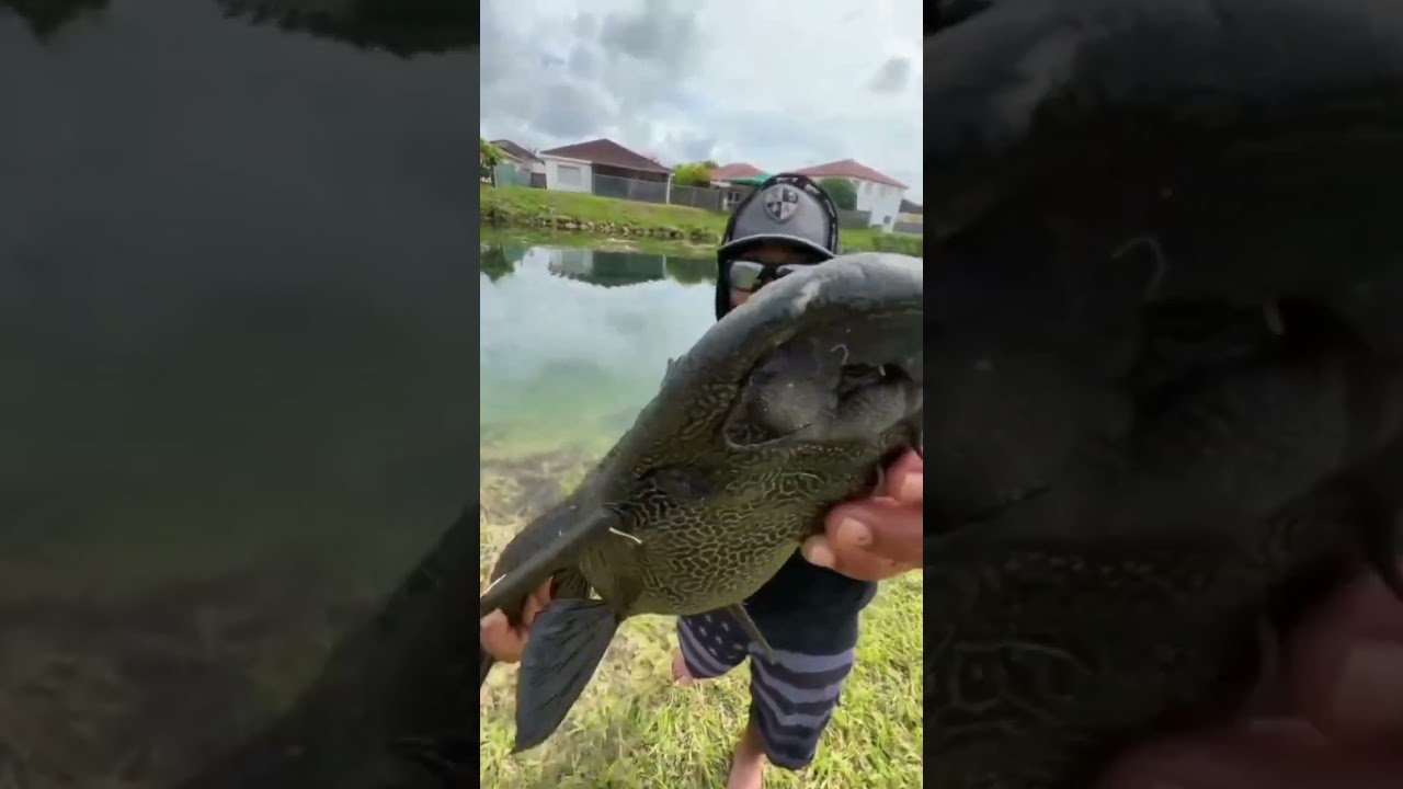CRAZY FISH CATCH!