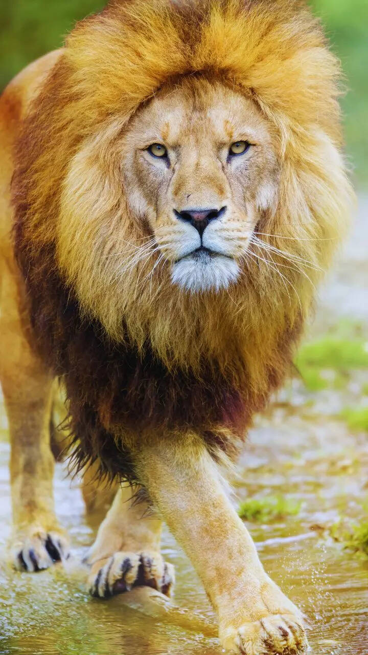 8 iconic animals and the countries they represent