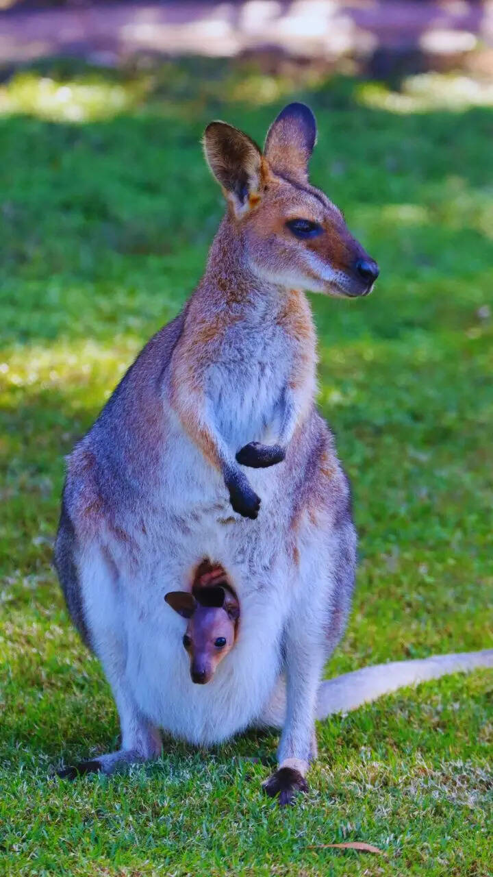 8 iconic animals and the countries they represent