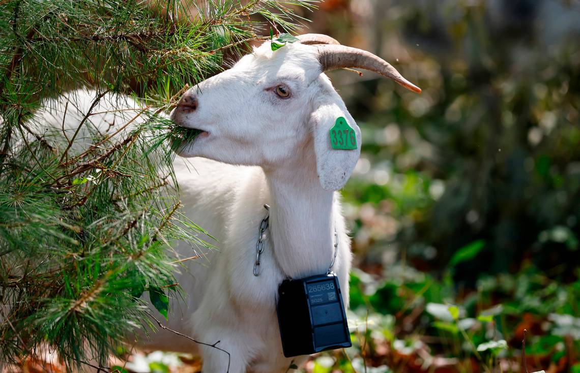 An army of goats arrives at Dix Park, drawing crowds while landscaping