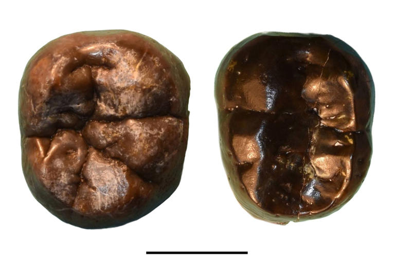 Discovery of two-million-year-old teeth reveals secrets of ancient humans