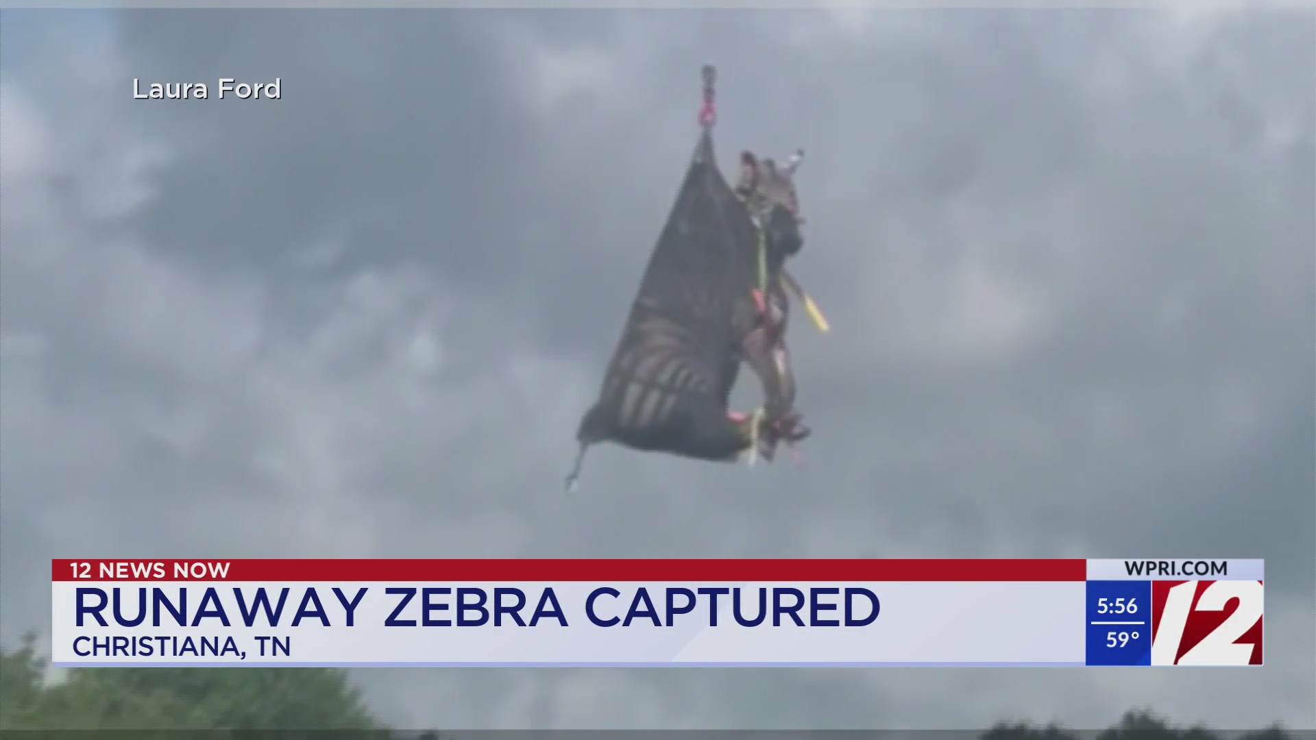 A runaway pet zebra has been captured in Tennessee