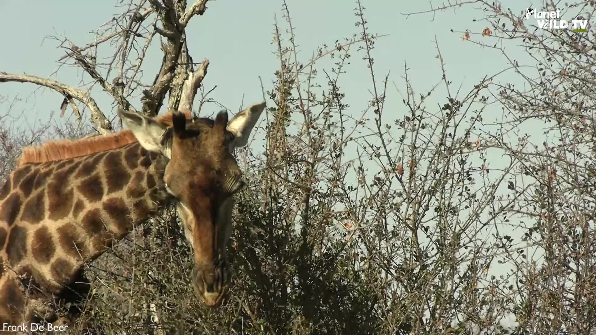 The Primal Chillax: Wild Animals at Their Most Relaxed