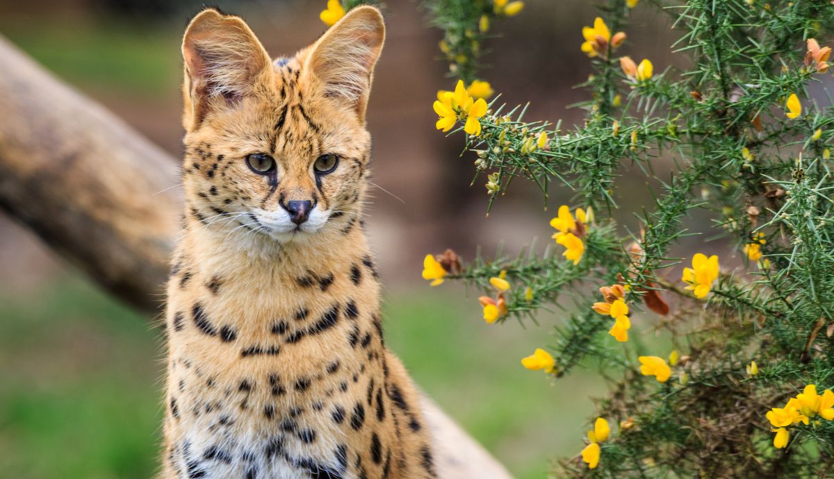 Can You Have a Serval Cat as a Pet?