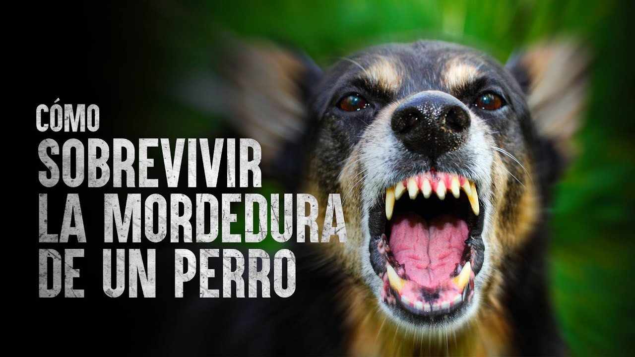 Cómo Sobrevivir El Ataque de Un Perro Furioso