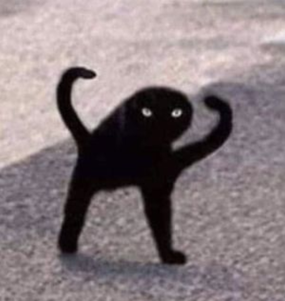 37 Cursed Cat Memes You Can’t Unsee
