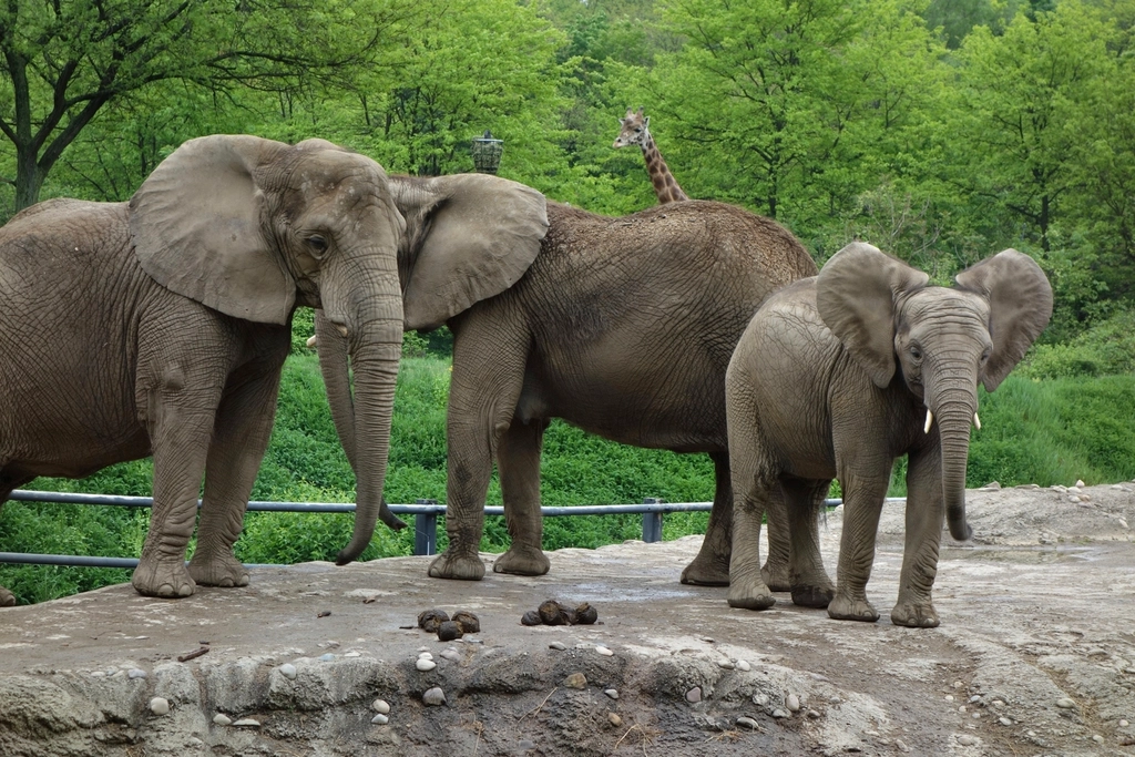 Elephants in Peril: Climate’s Toll on Iconic Species