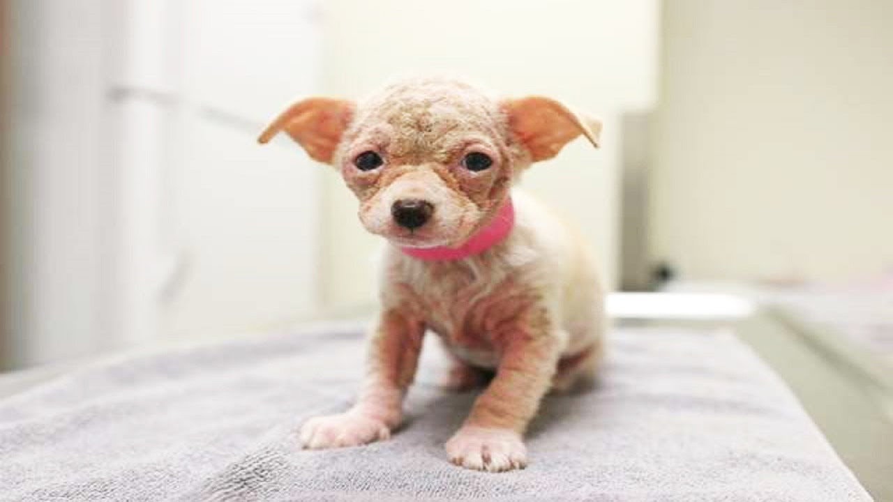 Adorable Hairless Puppy Comes To Shelter Asking For Nothing But Love
