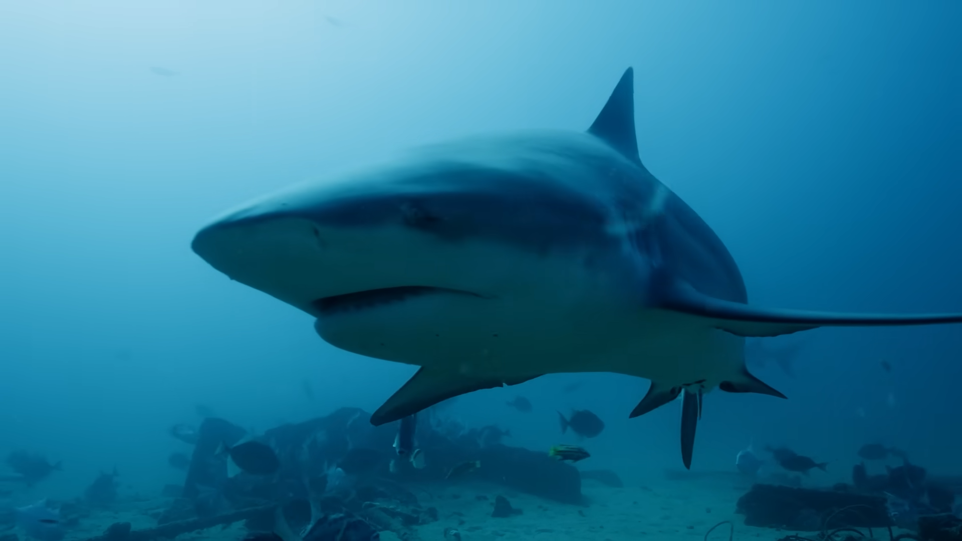 The Ocean Turned Red – USS Indianapolis and the Worst Shark Attack Ever