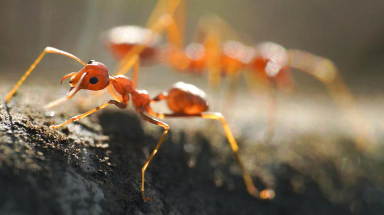 The Growing Fire Ant Infestation (And Where Quarantines Are Happening)