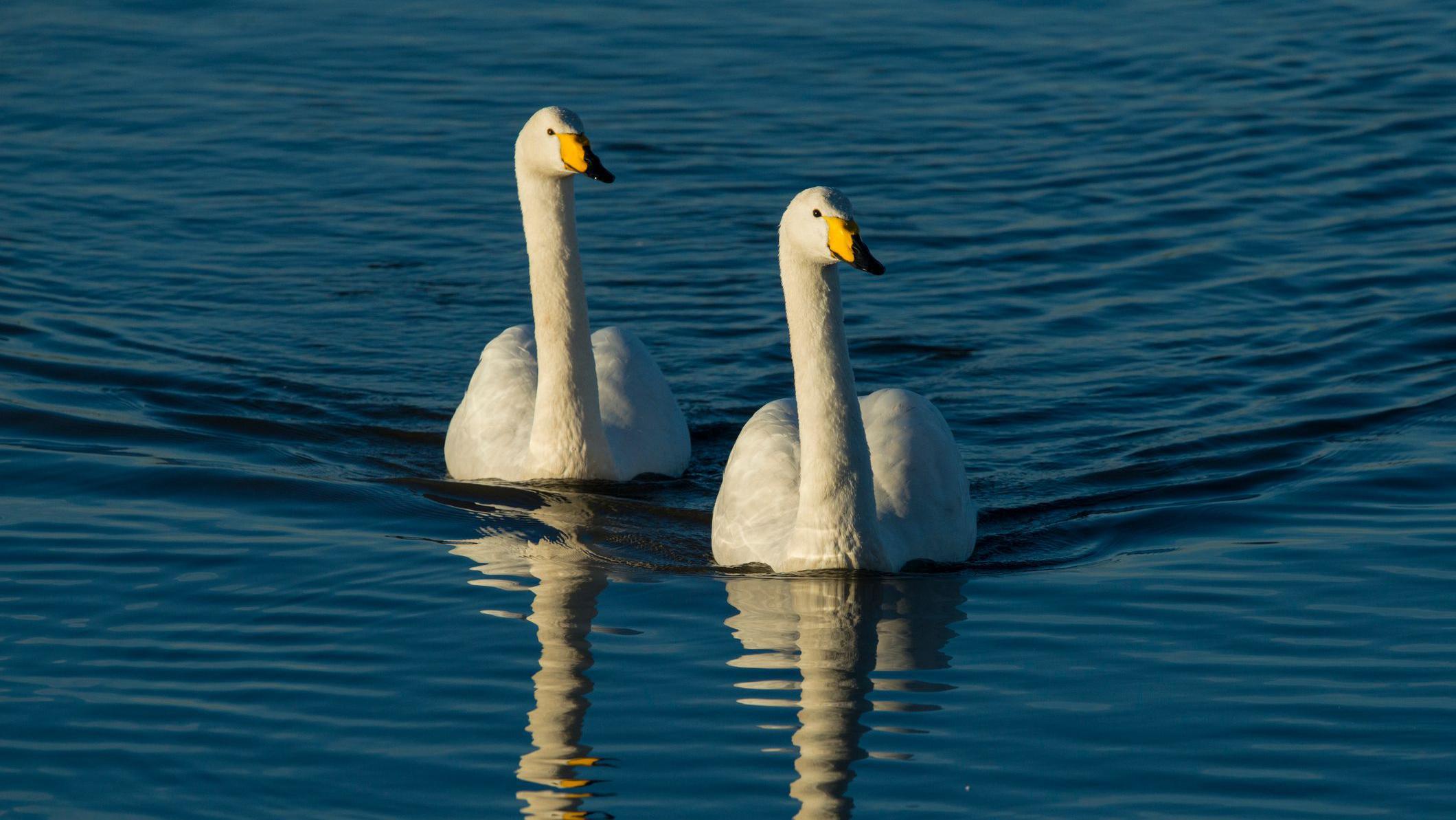 Daera 'possibly failed' to comply with law over wild birds