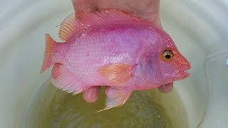 Aquarium and Mega Pond Pet Store Tour New Fish Day