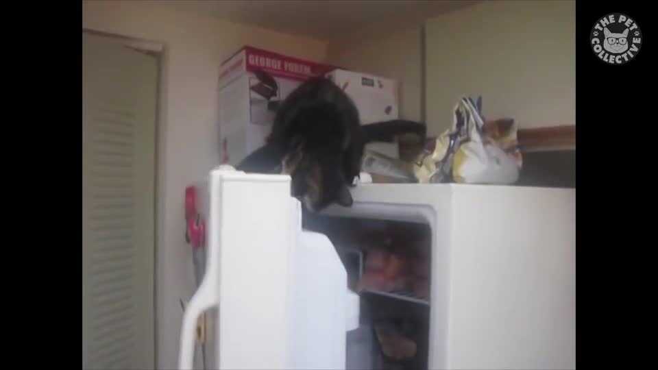 Funny Grillmaster 4th of July Pet Video Compilation