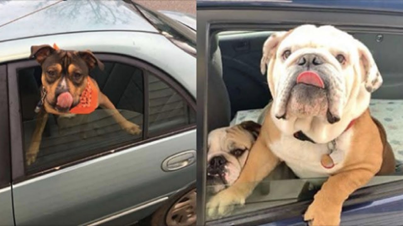 Woman Working At Drive Through Coffee Shop Takes Photos Of Every Single ...