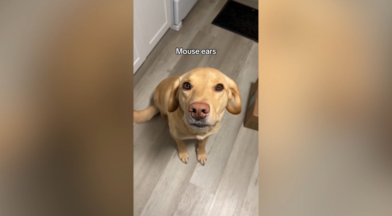 Owner Shares What She's Named Golden Retriever's Different Ears: 'Very ...