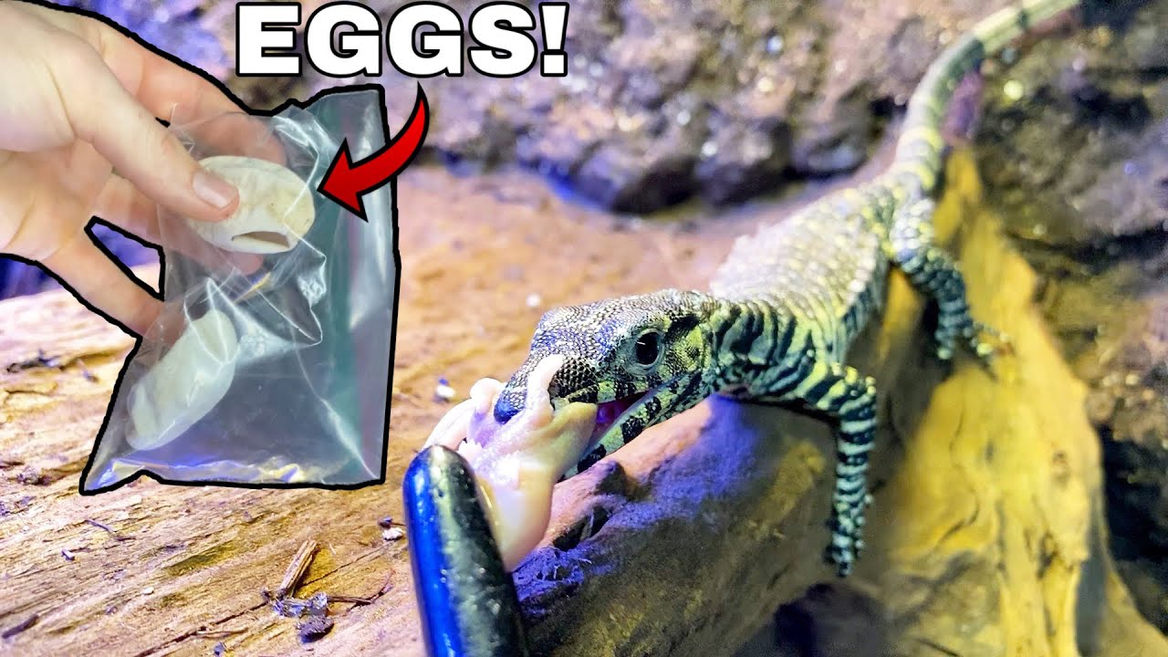 Just Hatched: Feeding Our Mini Dinosaurs
