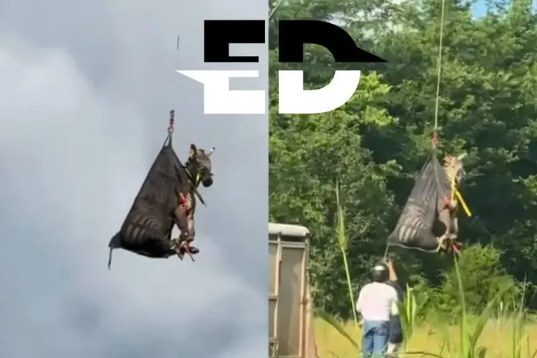 Ed the Runaway Pet Zebra Captured After Turning Tennessee Into His ...