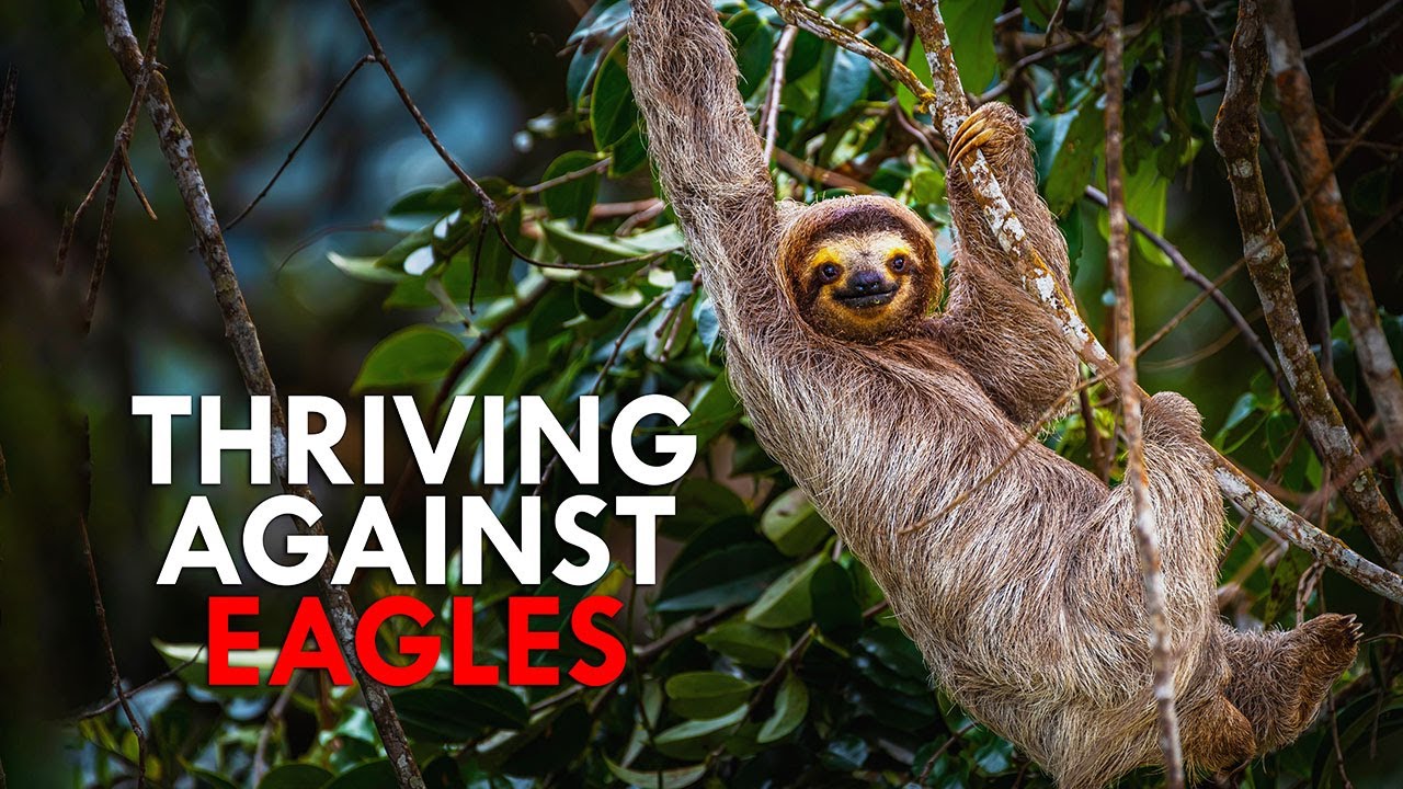 Slow but Smart: How Sloths Outsmart Their Predators