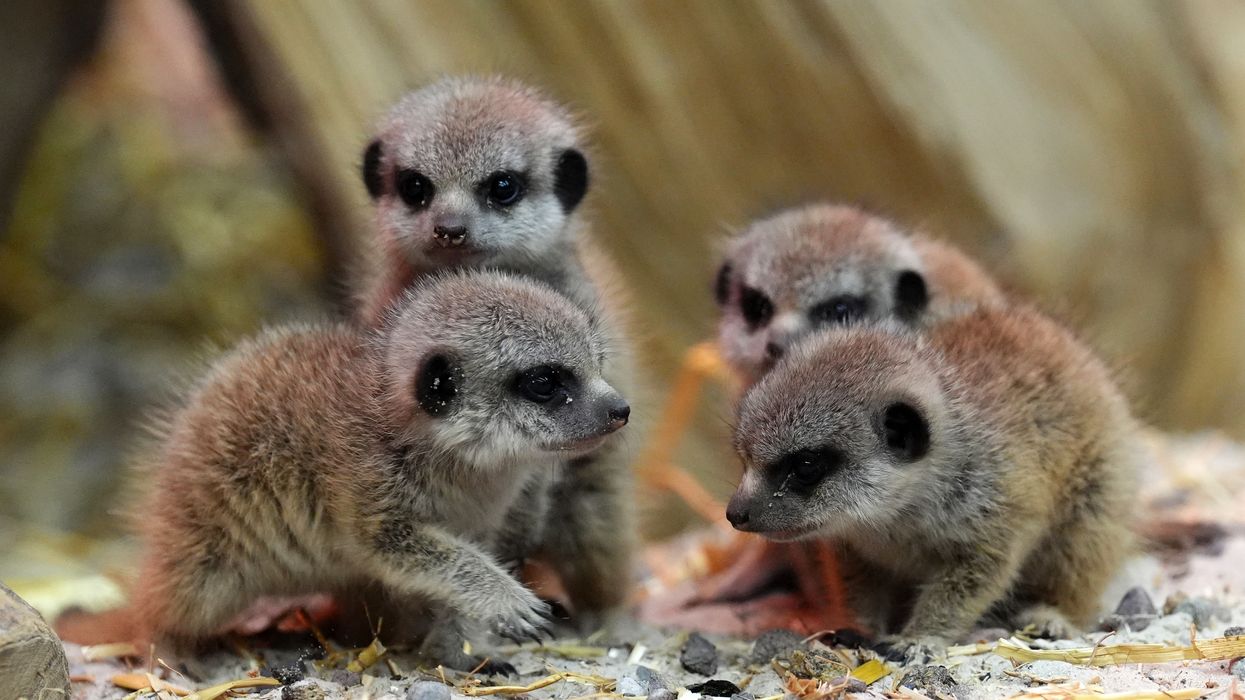 Meerkat pups welcomed at safari park