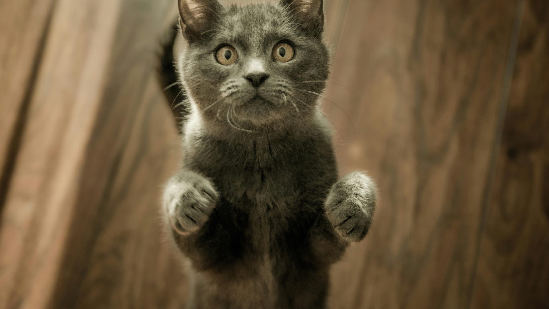 Is your cat acting strangely? This little object might be the cause...