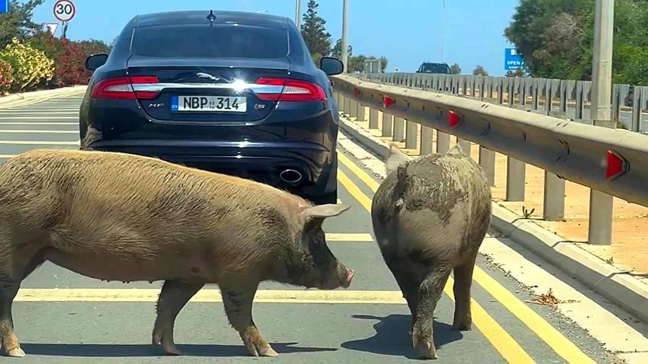 Deux cochons marchent tranquillement au milieu de la route