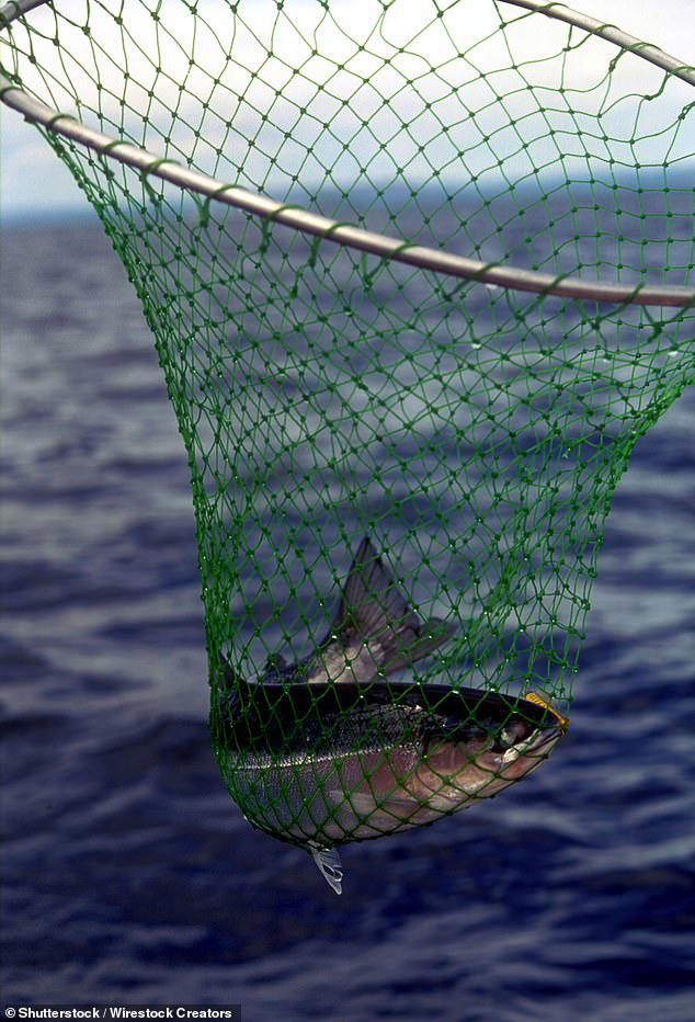 Fish feel PAIN just like humans, scientists say