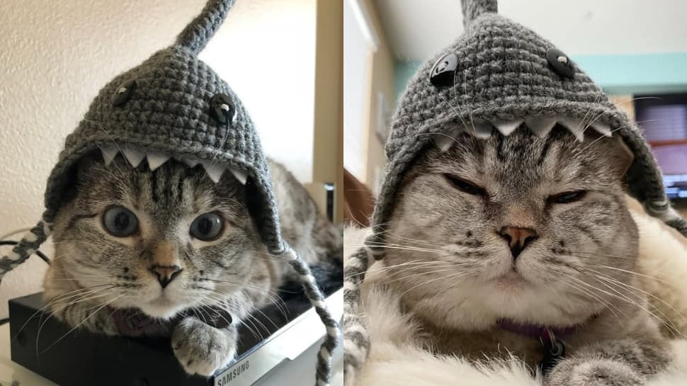 Meet World's Richest Cat, Has Her Name In Guinness Record; Her Net ...