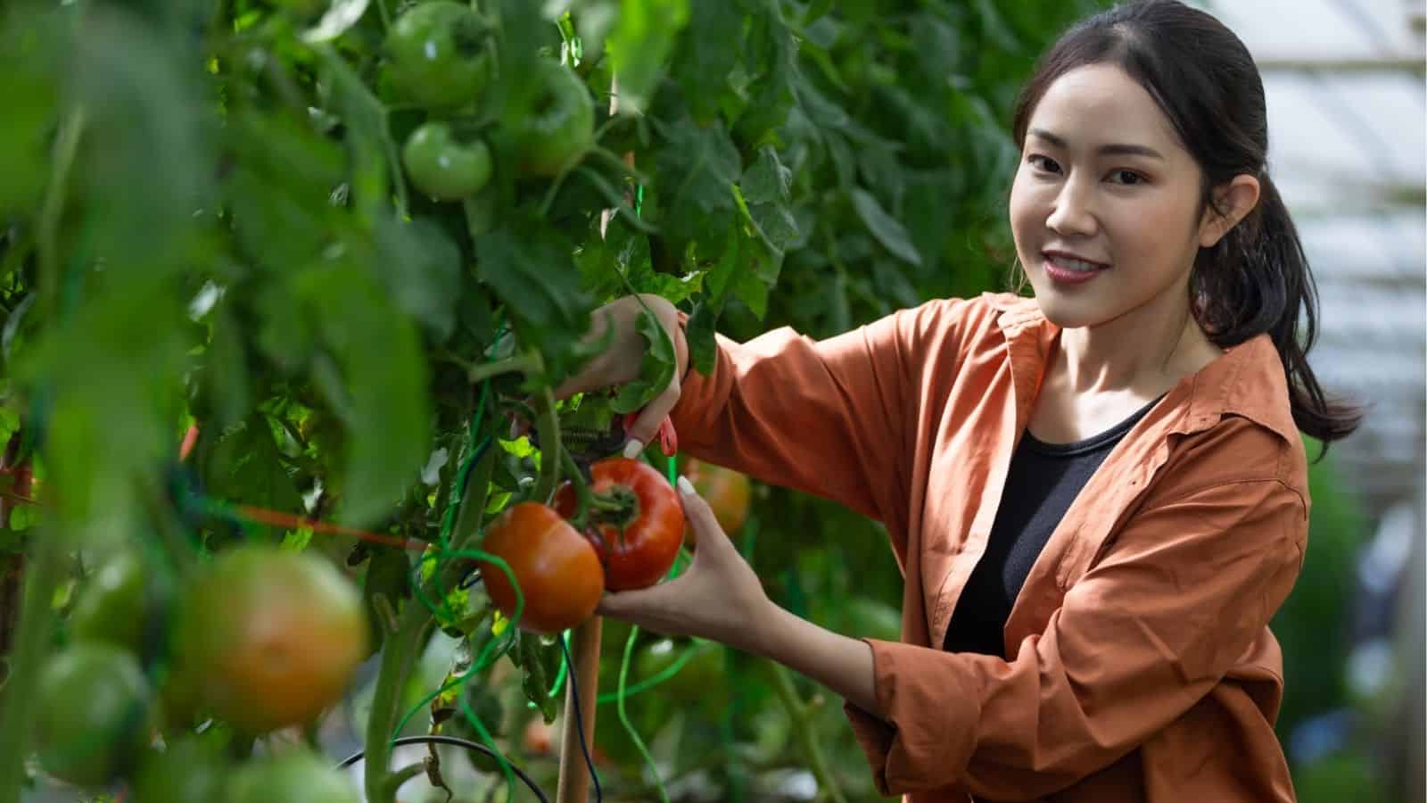 9 Companion Plants That Supercharge Your Tomato Harvest