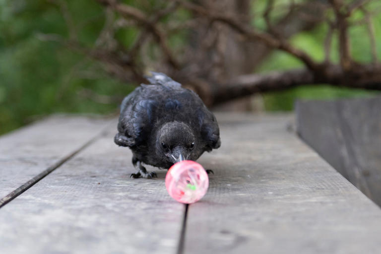 Crows Are Smart - Just Like Humans, They Hold Grudges and Use Tools