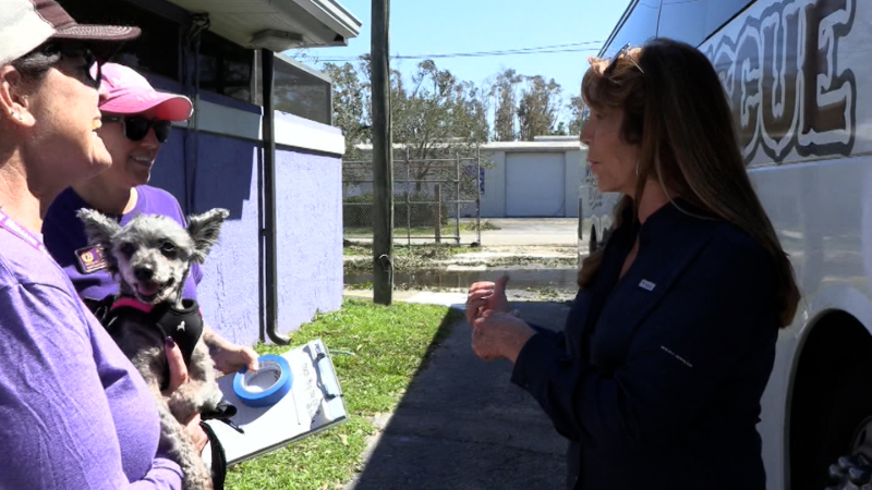 Pet hurricane safety tips