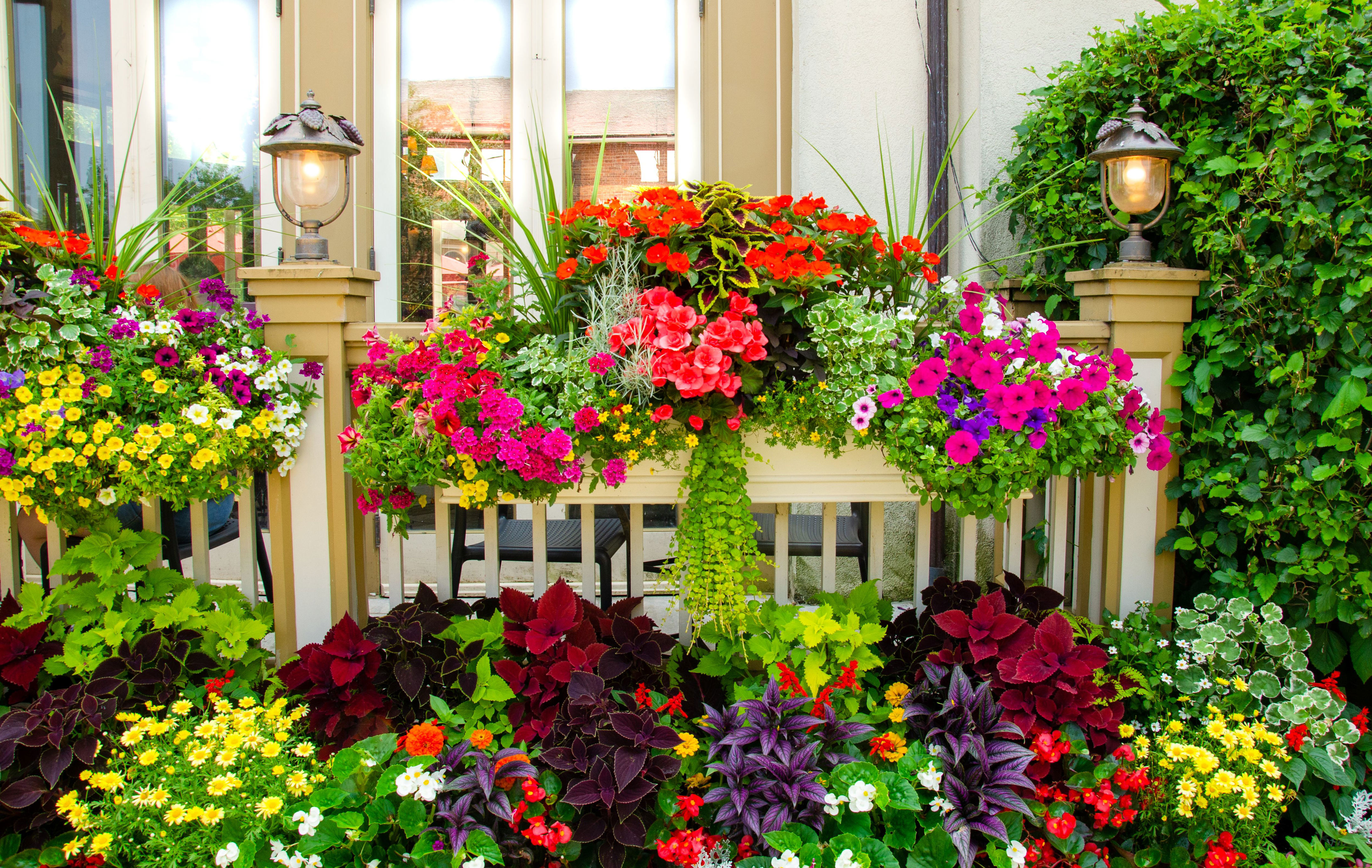 We Discovered the BEST Outdoor Patio Plants That'll Brighten Up Your ...