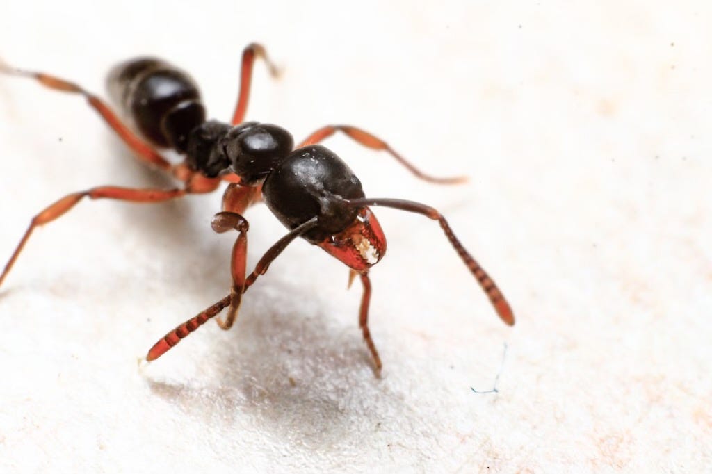 Stinging, invasive Asian needle ants are in Ohio. Here's where, why ...