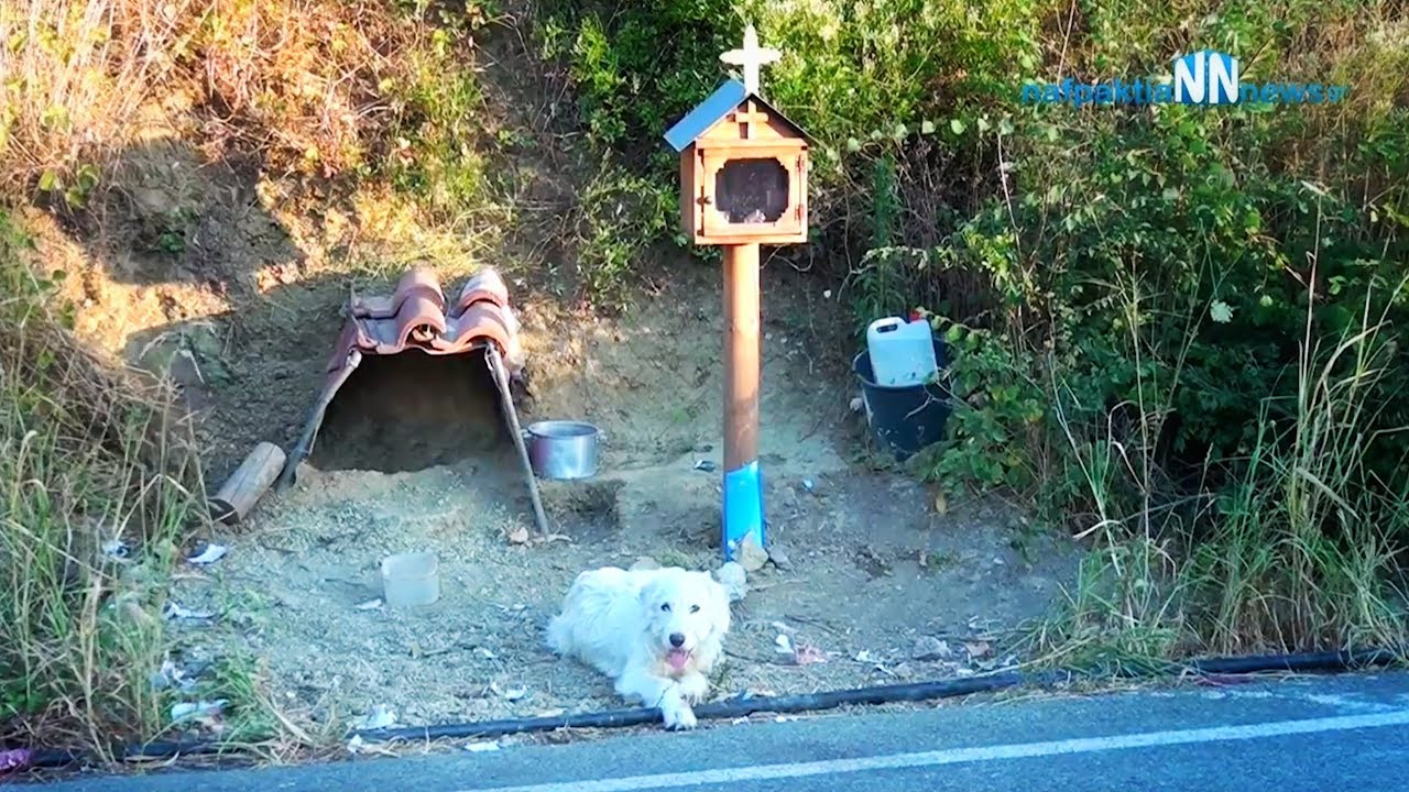 Loyal to the End: Dog Waits 18 Months After Owner’s Crash