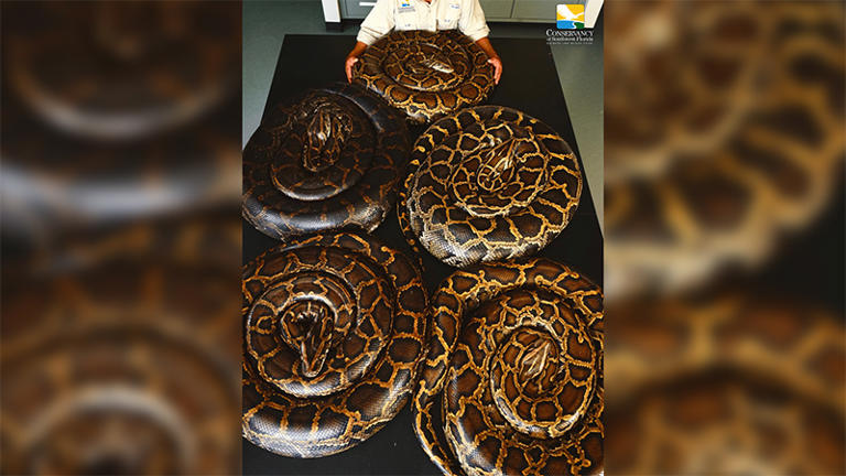 More than 6K pounds of invasive Burmese pythons removed from Florida