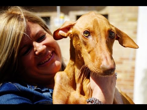 Incredible Dog With Brain Damage Inspires the World