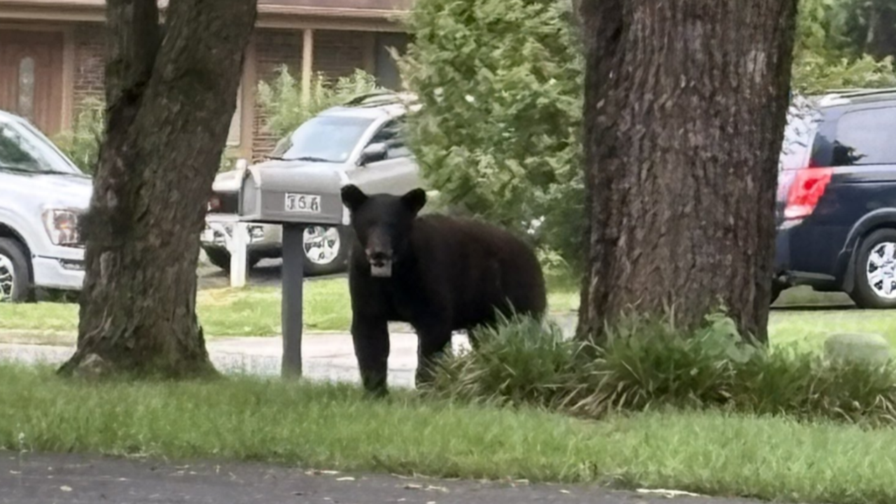 WATCH: Black bear spotted in tree in Herndon
