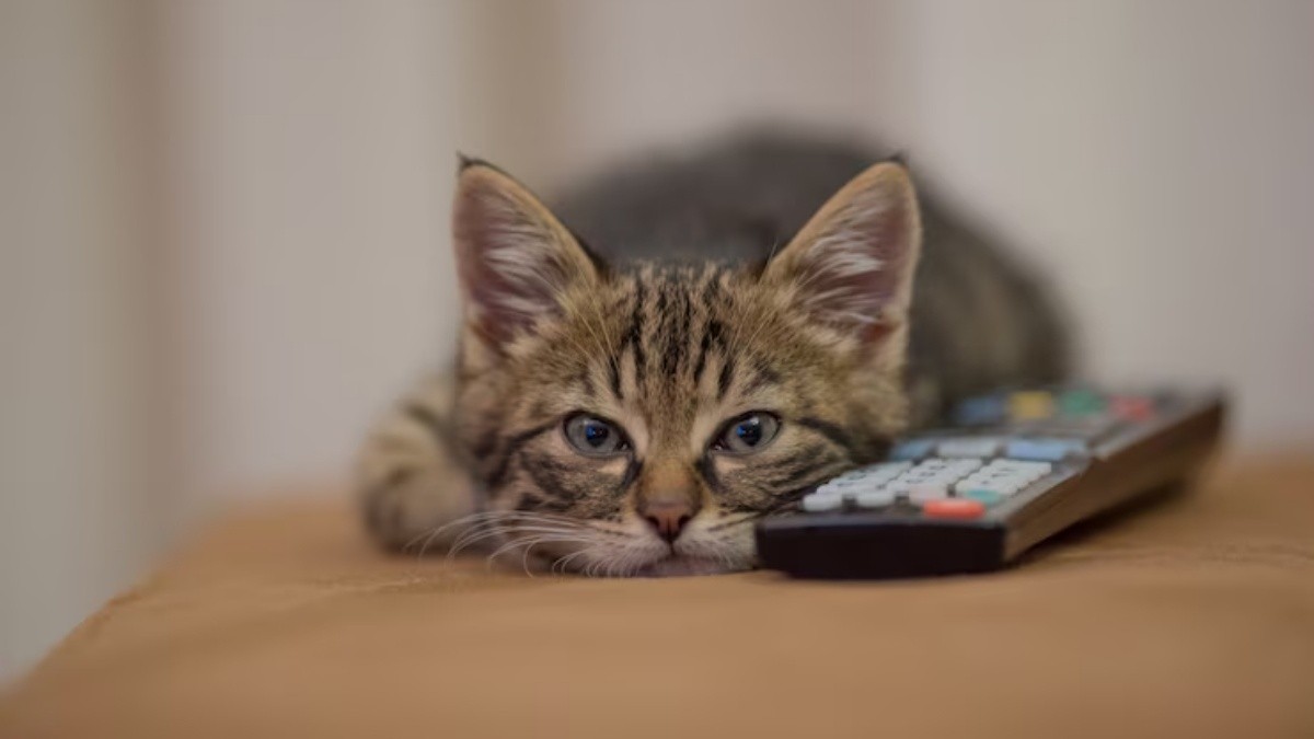 Your fondness for cats might say more about you than you think