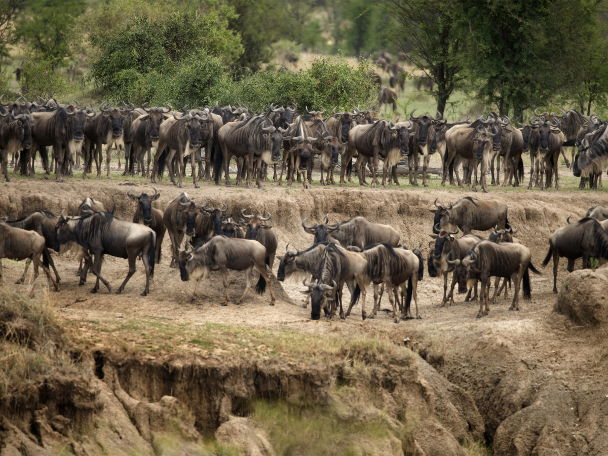World’s Top 5 National Parks to See the Coolest Wild Animals