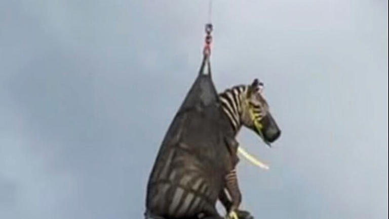 Ed, the runaway pet zebra, has been returned to his owner — after being ...