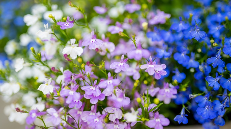 Your Petunias Will Thrive Alongside These 10 Companion Plants