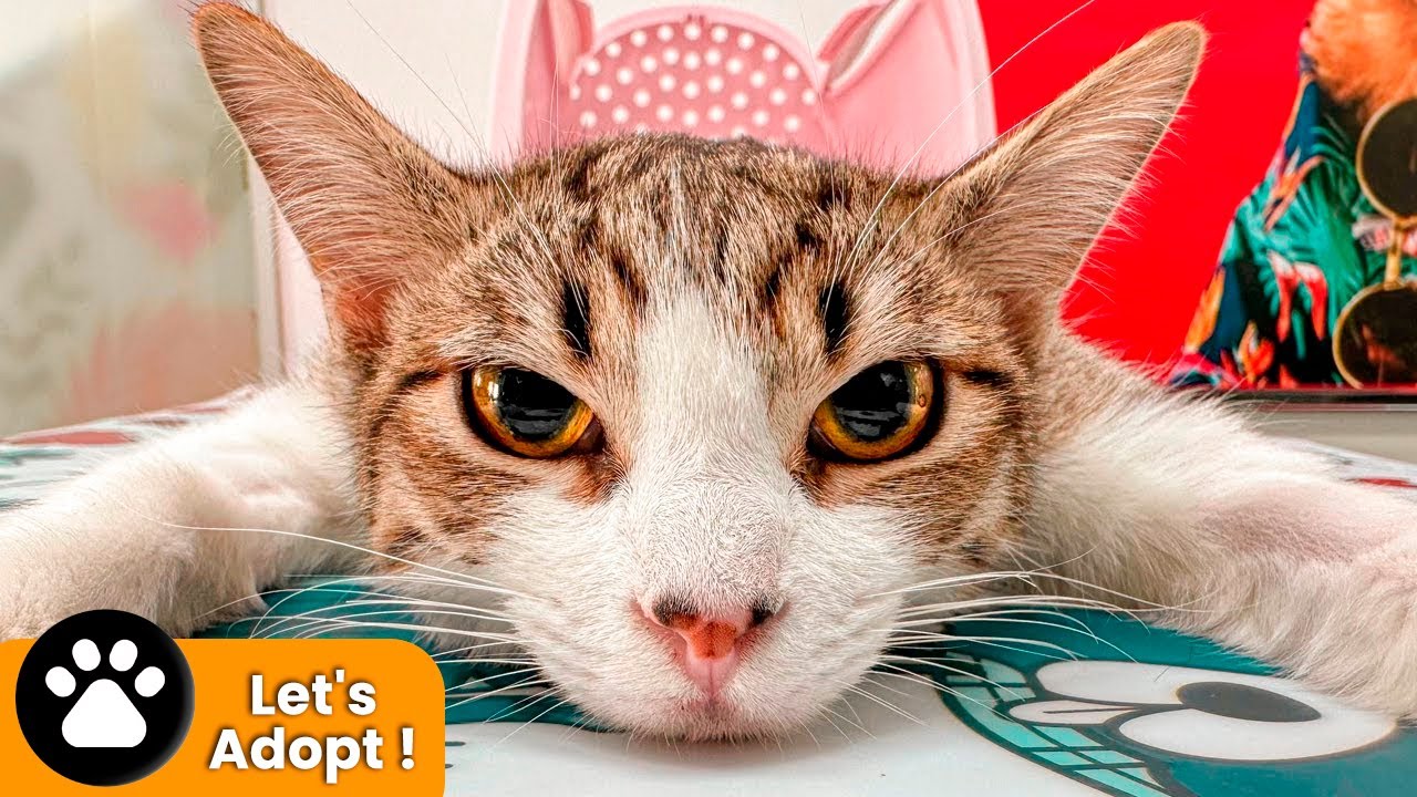 Things didn't go as planned for this cat